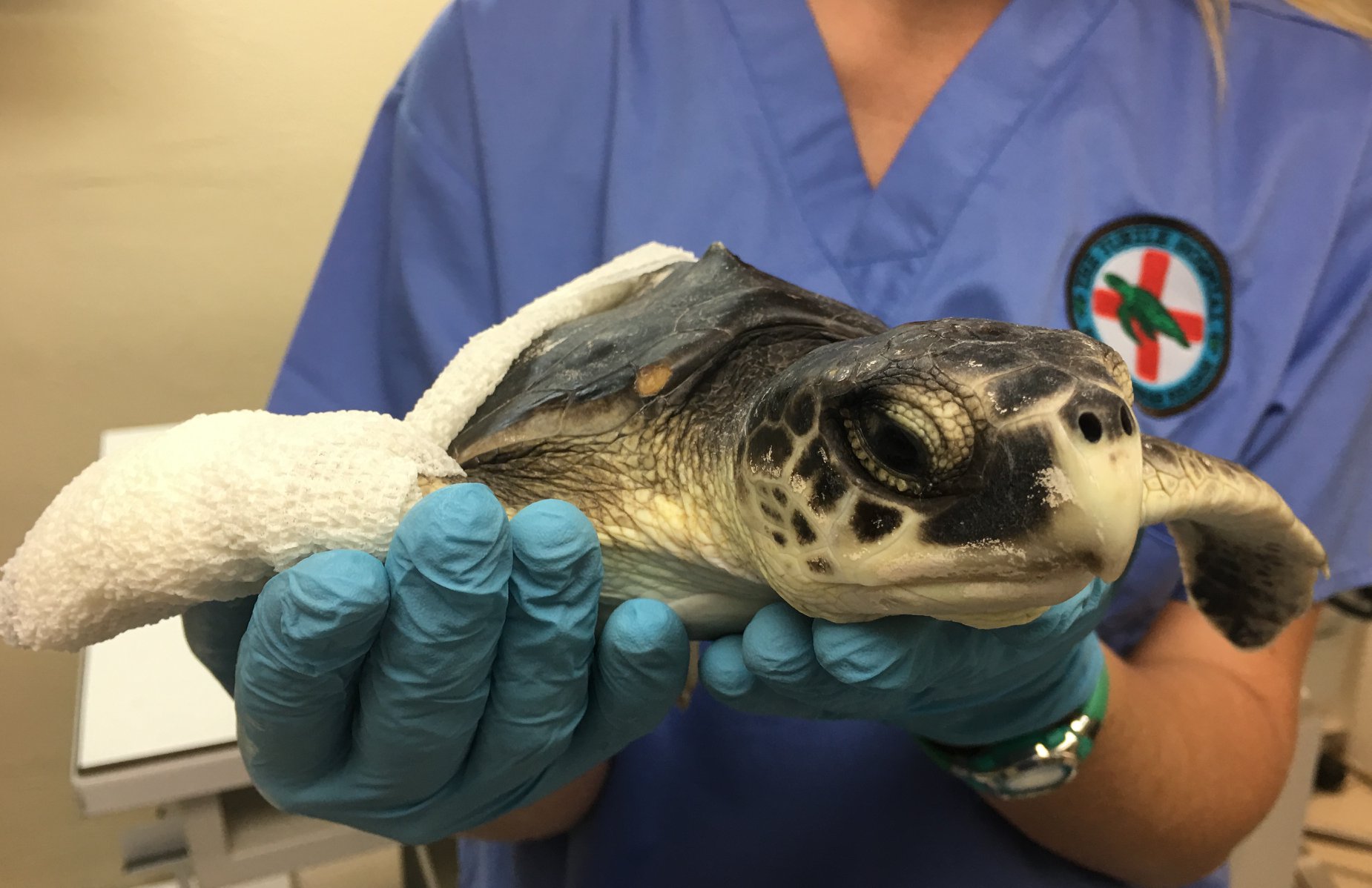 Turtle Hospital - Great Locations