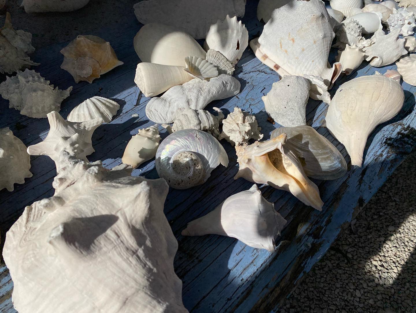 The Shell Shack - Great Locations