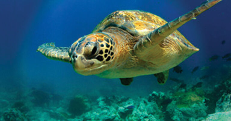 Sea Turtle Nesting Season - Great Locations