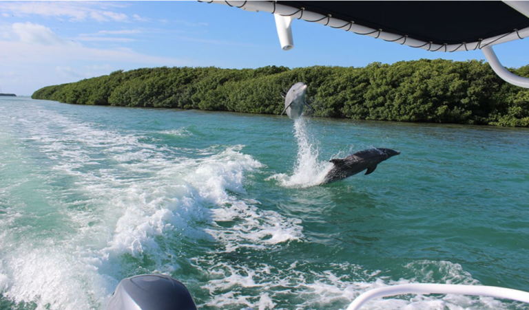 Experience the Magic of Dolphin Tours in the Florida Keys - Great Locations