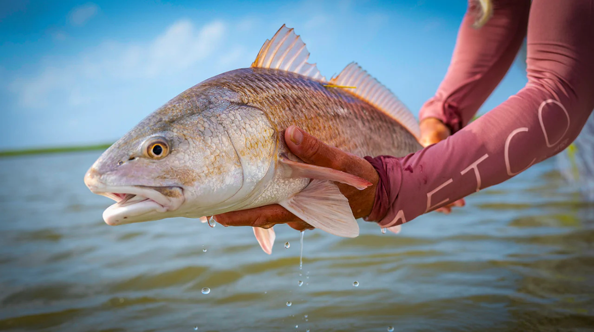 Best Fish to Catch in South Florida: Where and When to Cast Your Line ...
