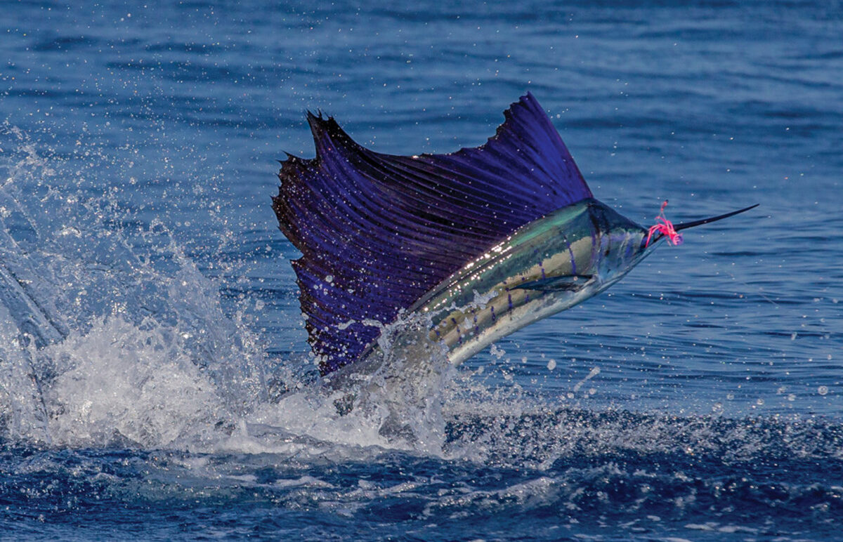 Best Fish to Catch in South Florida: Where and When to Cast Your Line ...