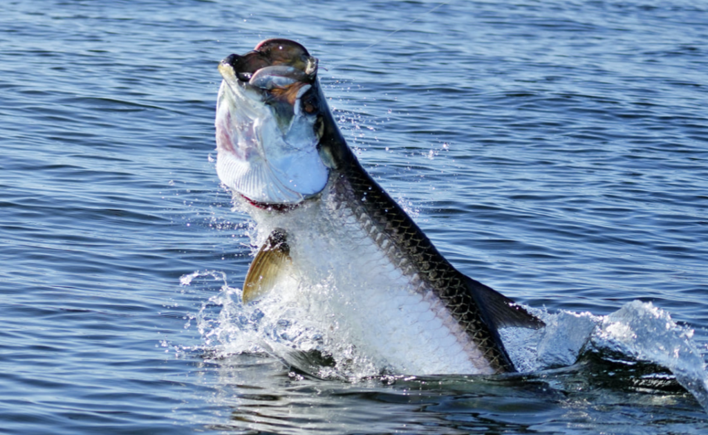 Best Fish to Catch in South Florida: Where and When to Cast Your Line ...